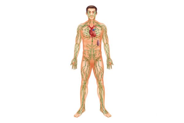 Blocked Lymphatic System: Causes and Symptoms