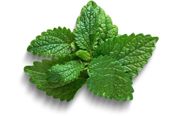 Top Benefits of Lemon Balm for Gastrointestinal Discomfort